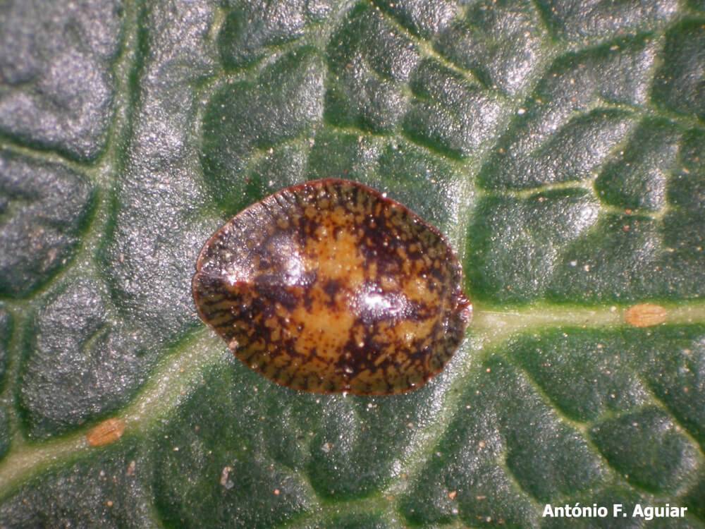 Coccus hesperidum (Linnaeus, 1758) | Portal da Biodiversidade dos Açores