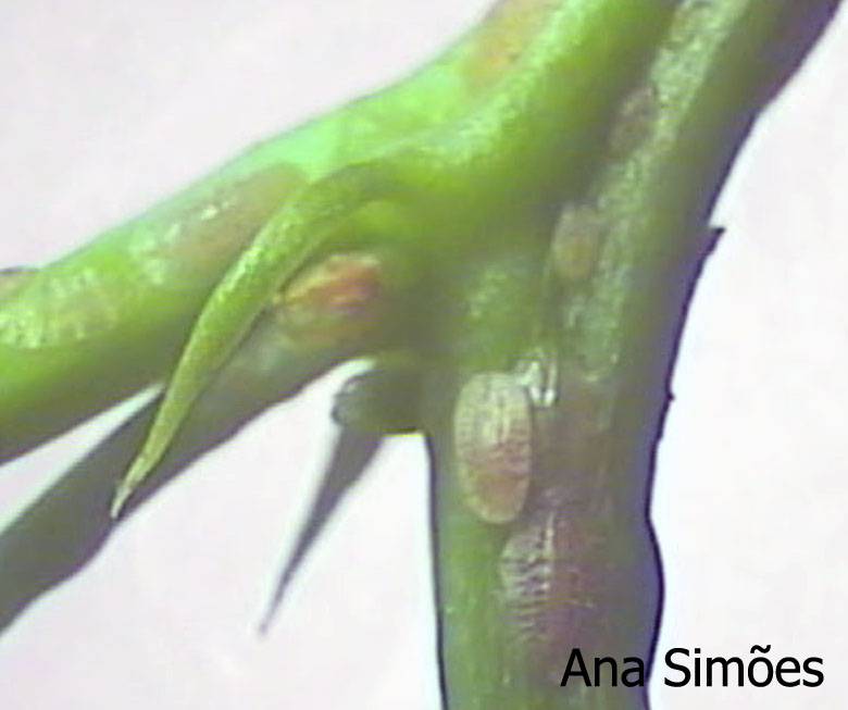 Coccus viridis (Green, 1889) | Azorean Biodiversity Portal