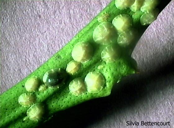 Saissetia coffeae (Walker, 1852) | Portal da Biodiversidade dos Açores