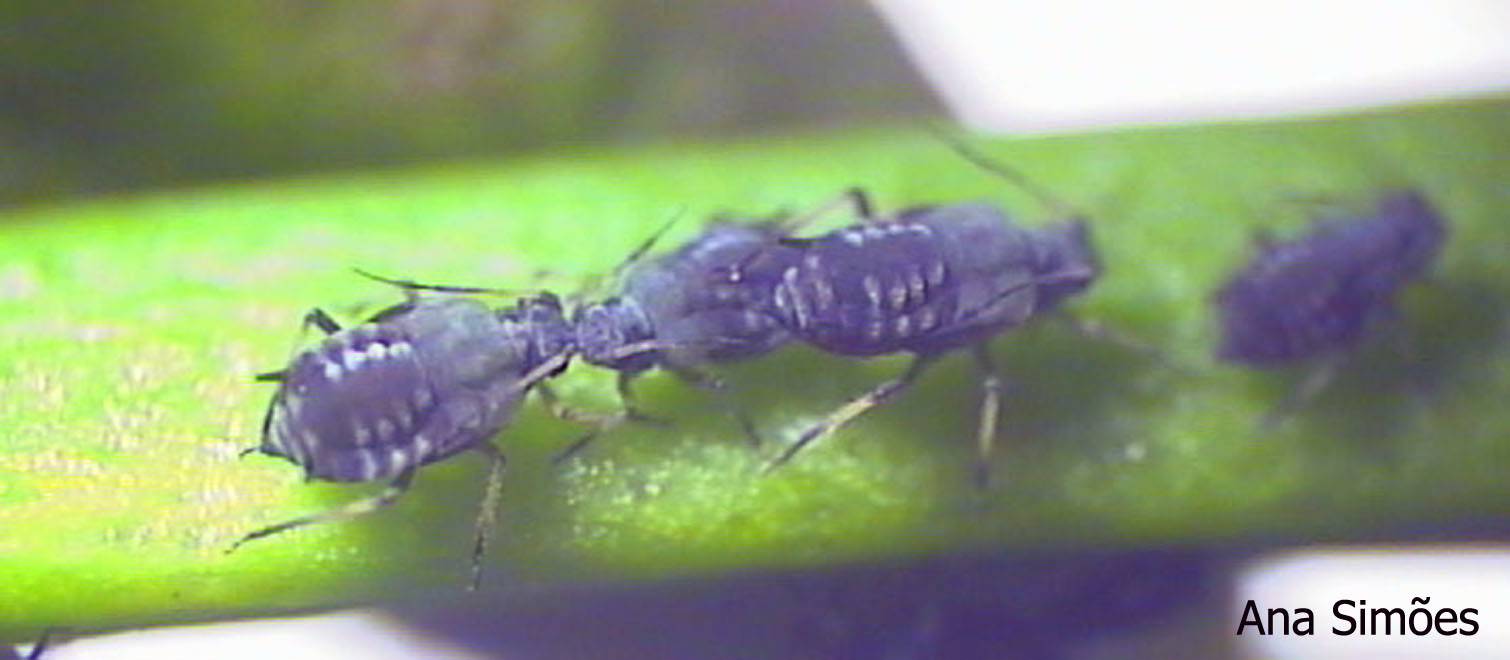 Aphis fabae Scopoli, 1763 | Portal da Biodiversidade dos Açores