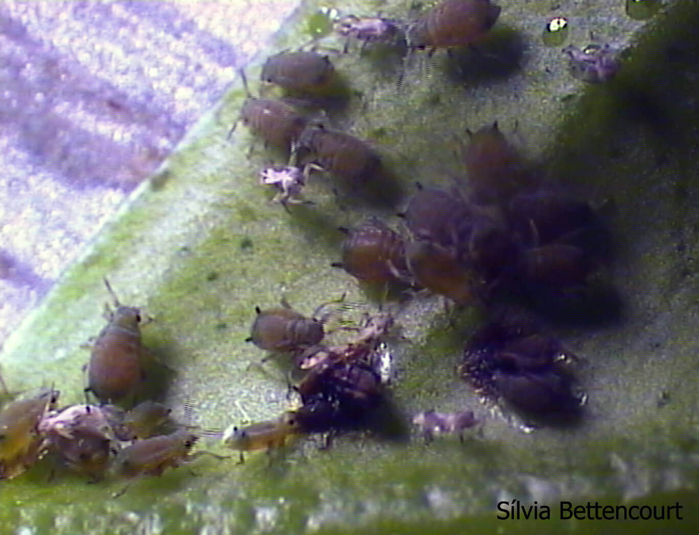 Aphis gossypii Glover, 1877 | Azorean Biodiversity Portal