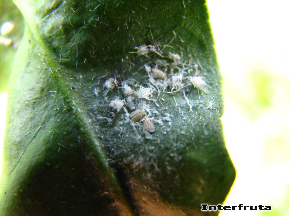 Paraleyrodes minei Iaccarino, 1990 | Azorean Biodiversity Portal