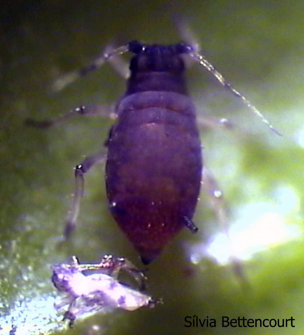 Aphis aurantii Boyer de Fonscolombe, 1841 | Portal de la Biodiversidad ...