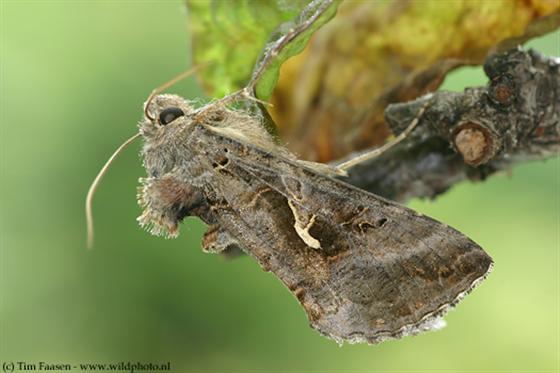 Autographa gamma (Linnaeus, 1758) | Azorean Biodiversity Portal