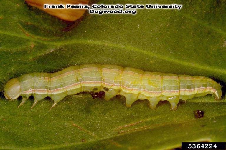 Spodoptera exigua (Hübner, 1808) | Azorean Biodiversity Portal