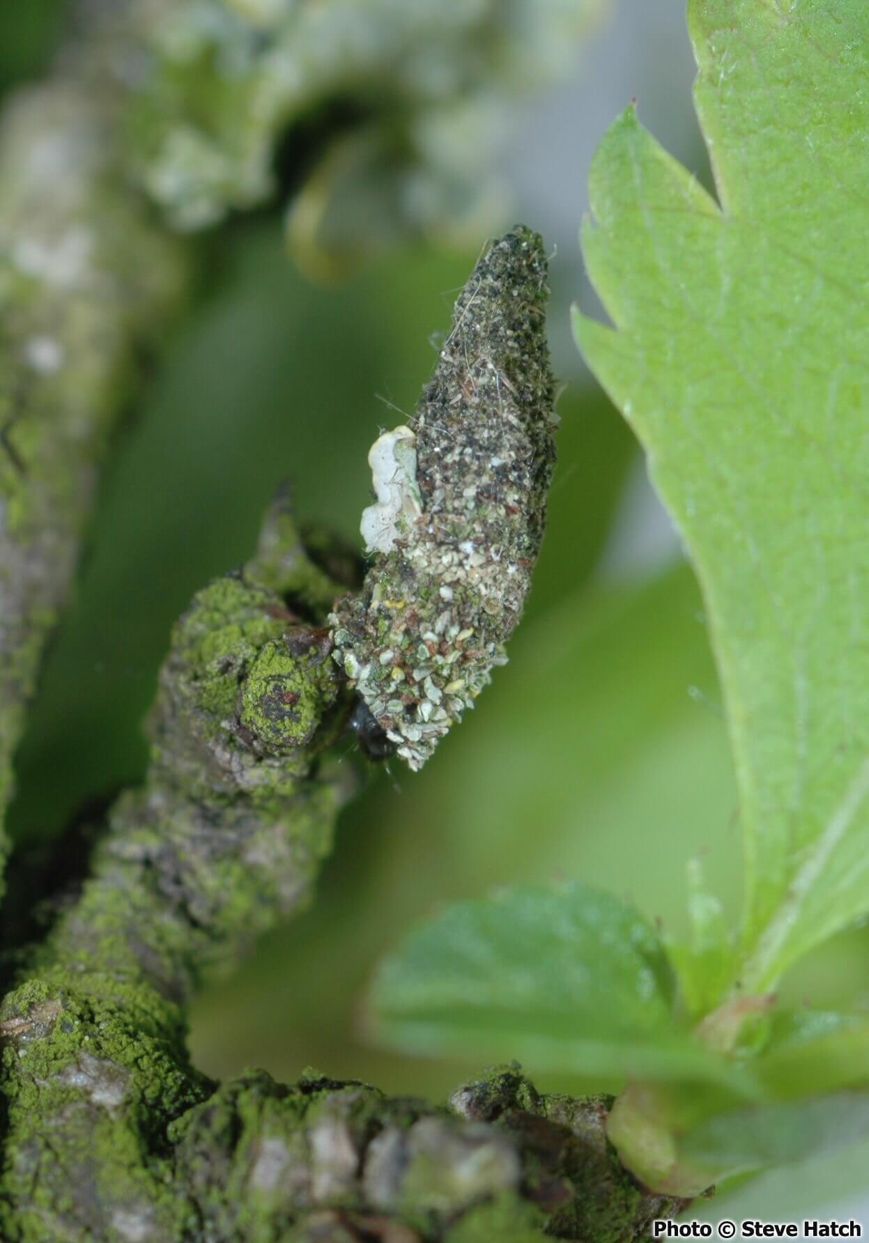 Luffia lapidella (Goeze, 1783) | Azorean Biodiversity Portal