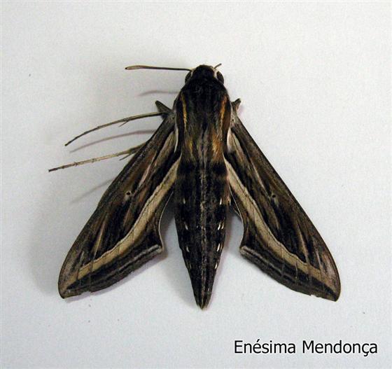 Hippotion celerio (Linnaeus, 1758) | Azorean Biodiversity Portal