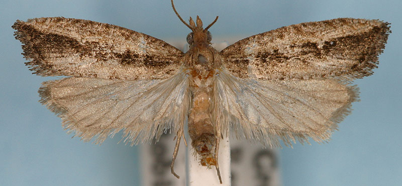 Bactra venosana (Zeller, 1847) | Azorean Biodiversity Portal