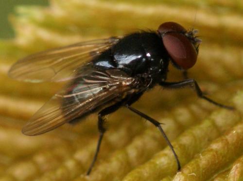 Hydrotaea ignava (Harris, 1780) | Azorean Biodiversity Portal