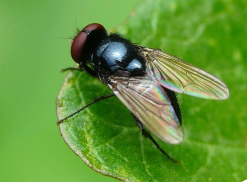 Hydrotaea ignava (Harris, 1780) | Azorean Biodiversity Portal