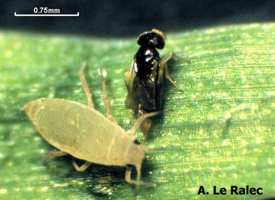 Aphelinus varipes (Förster, 1841) | Azorean Biodiversity Portal