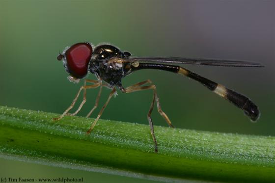 Baccha elongata (Fabricius, 1775) | Azorean Biodiversity Portal