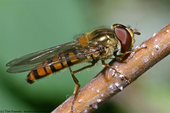 Episyrphus balteatus (De Geer, 1776) | Azorean Biodiversity Portal