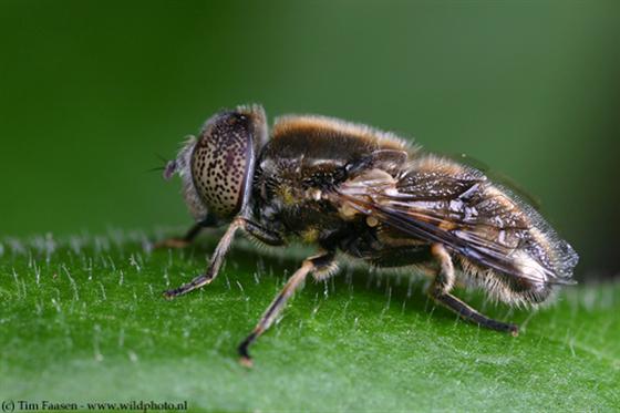 Eristalinus aeneus (Scopoli, 1763) | Azorean Biodiversity Portal