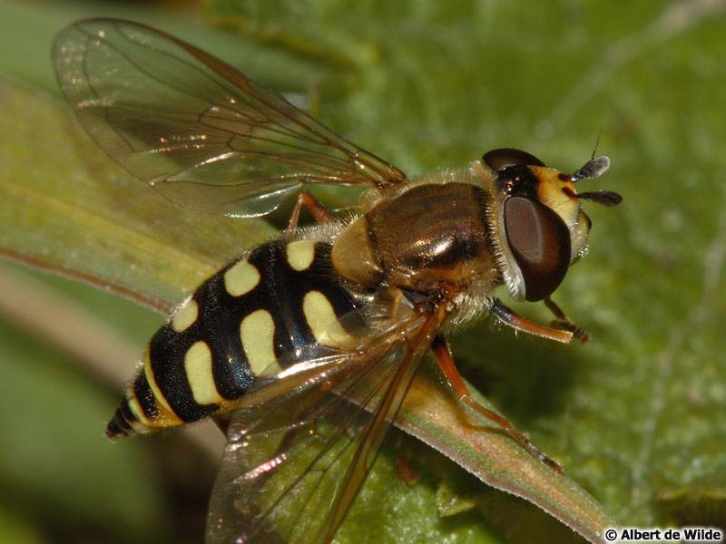 Eupeodes corollae (Fabricius, 1794) | Portal da Biodiversidade dos Açores