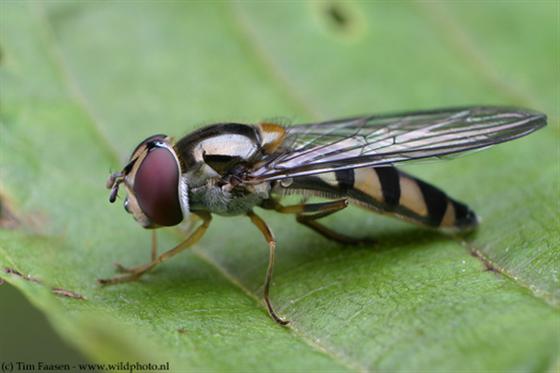 Meliscaeva auricollis (Meigen, 1822) | Azorean Biodiversity Portal