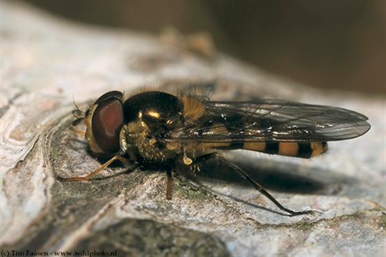 Meliscaeva auricollis (Meigen, 1822) | Azorean Biodiversity Portal