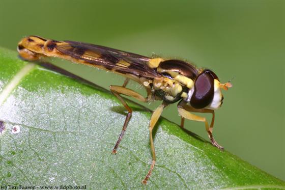 Sphaerophoria scripta (Linnaeus, 1758) | Azorean Biodiversity Portal