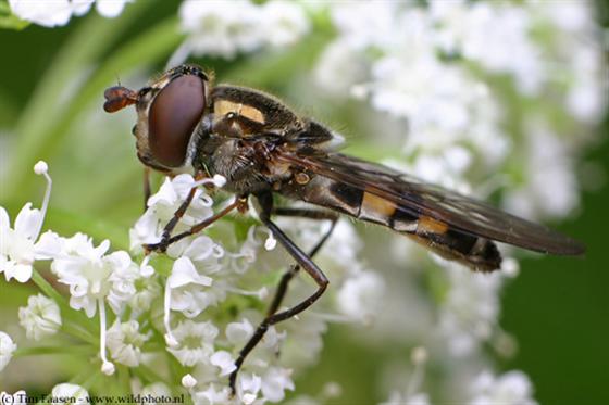 Xanthandrus comtus (Harris, 1780) | Azorean Biodiversity Portal
