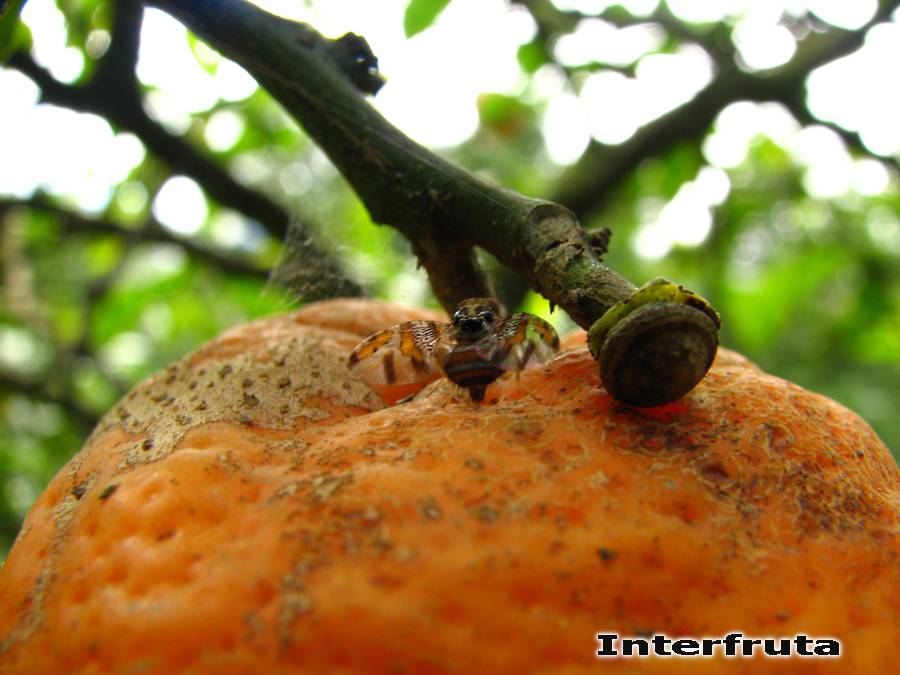 Ceratitis capitata (Wiedemann, 1824) | Azorean Biodiversity Portal