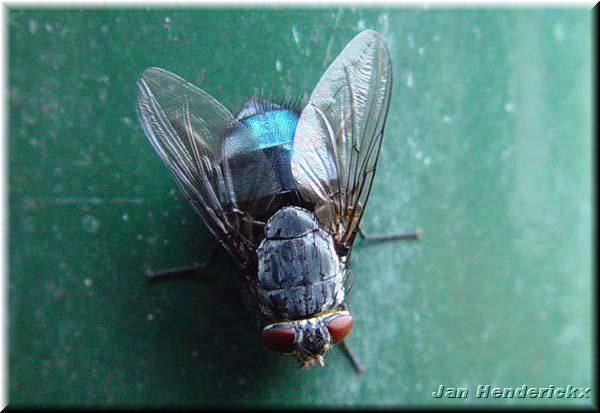 Calliphora vomitoria (Linnaeus, 1758) | Azorean Biodiversity Portal