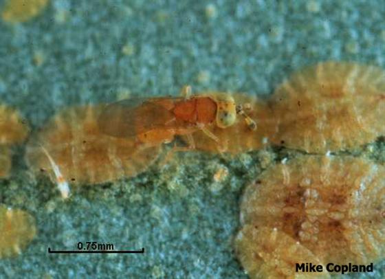 Metaphycus flavus (Howard, 1881) | Azorean Biodiversity Portal