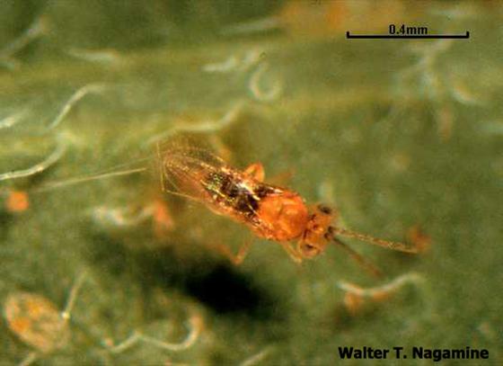 Encarsia pergandiella Howard, 1907 | Azorean Biodiversity Portal