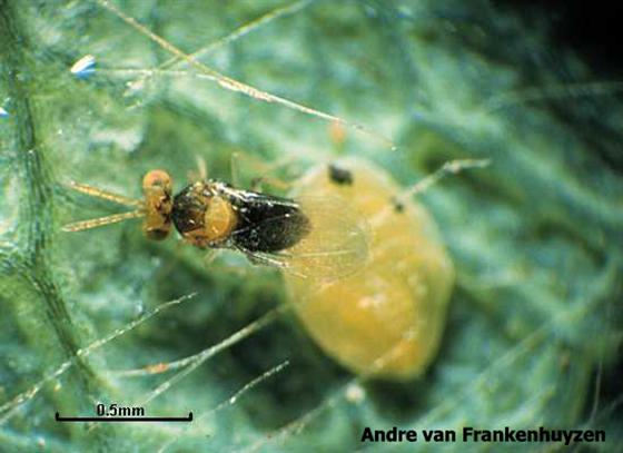Encarsia tricolor Förster, 1878 | Azorean Biodiversity Portal