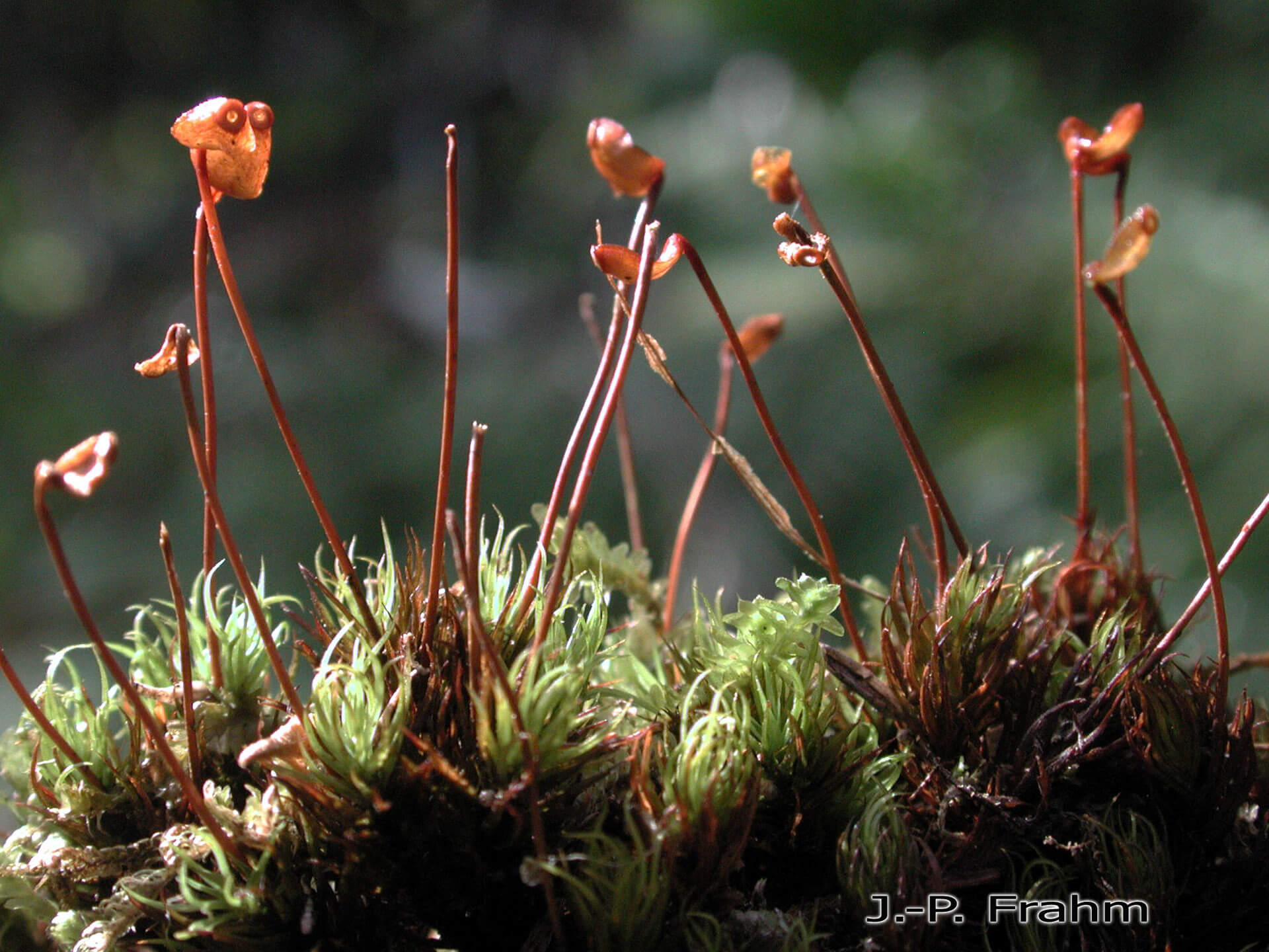 Alophosia azorica (Renauld & Cardot) Cardot | Portal da Biodiversidade ...