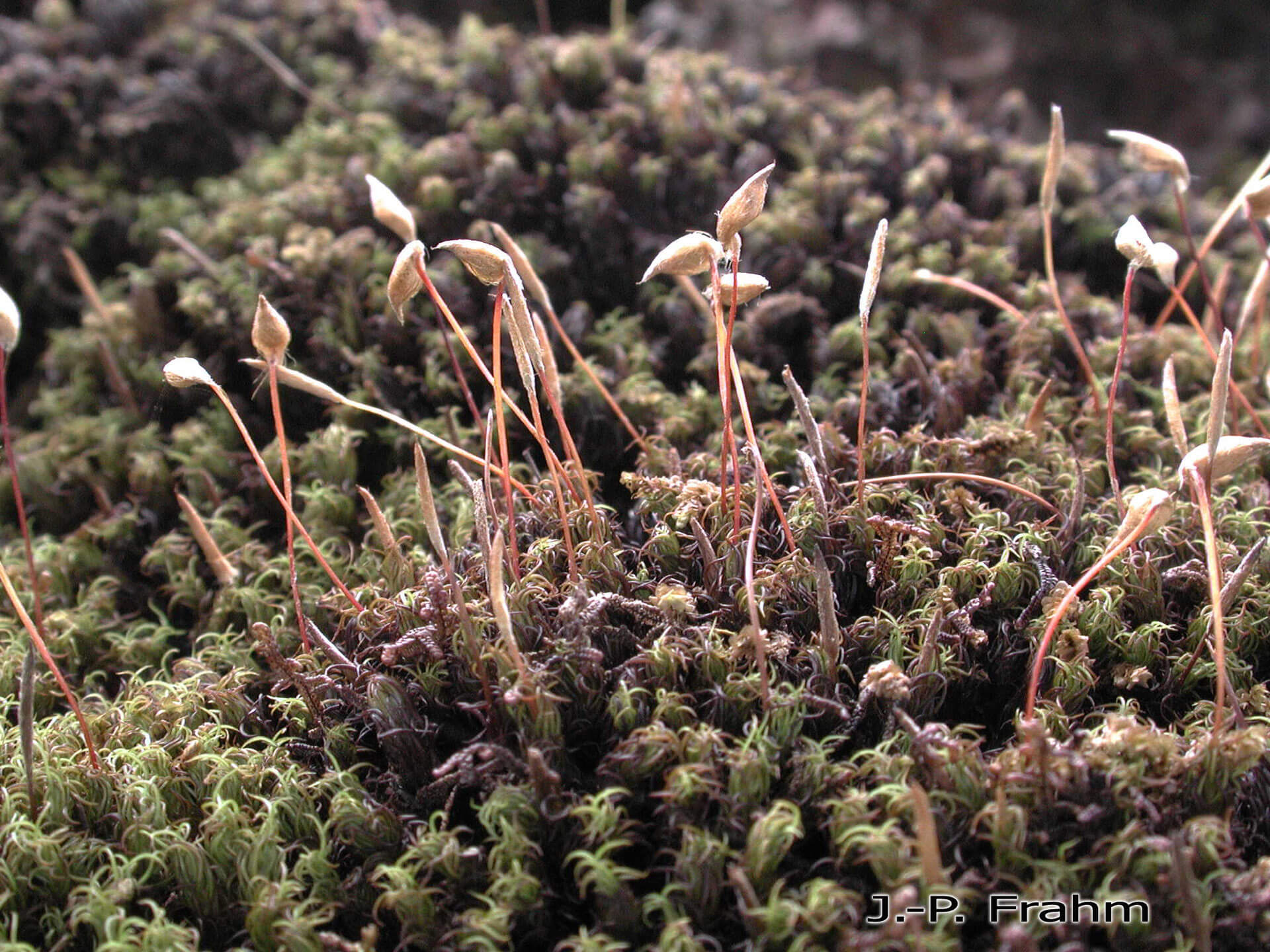 Alophosia azorica (Renauld & Cardot) Cardot | Portal de la ...