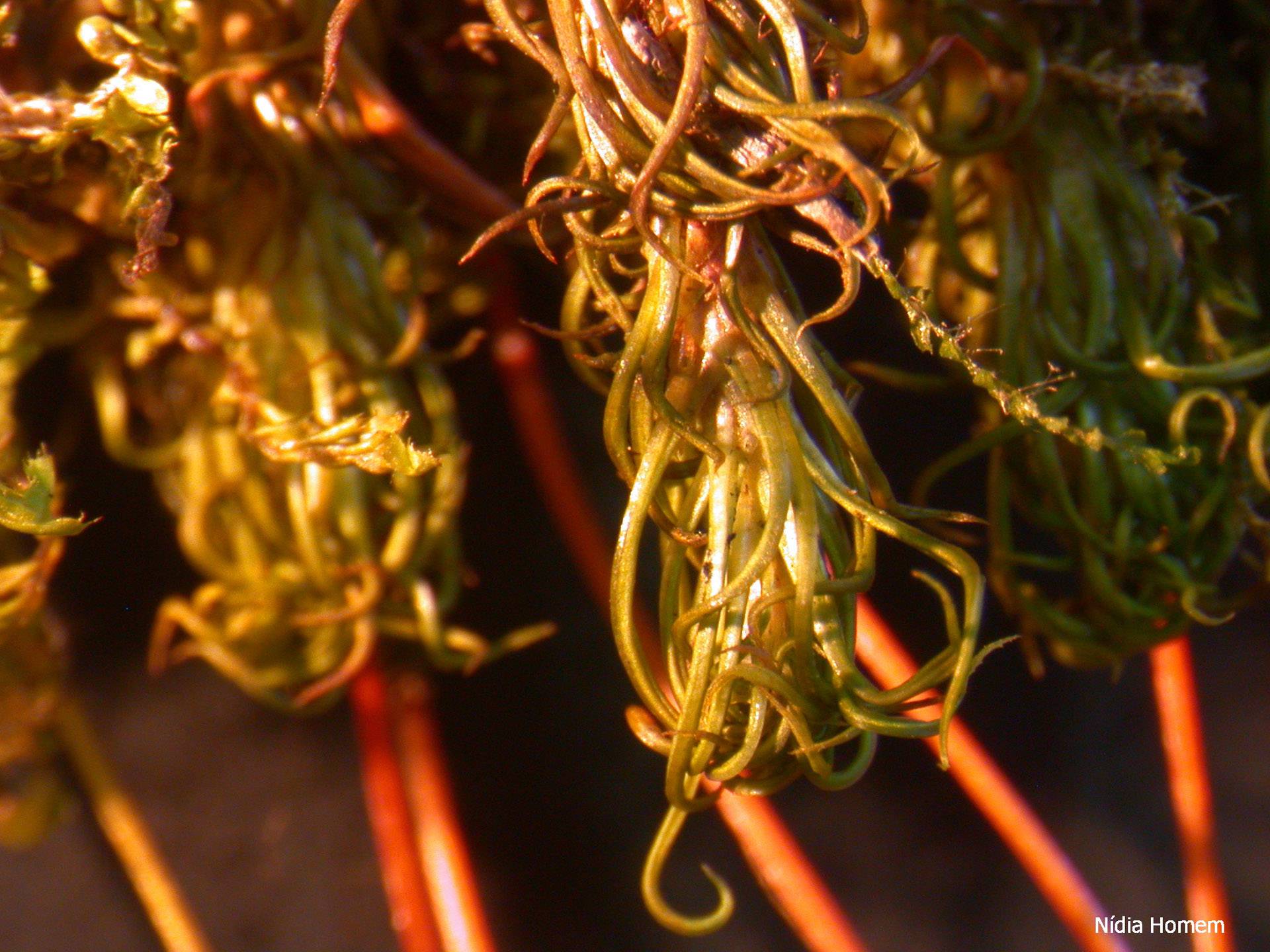 Alophosia azorica (Renauld & Cardot) Cardot | Azorean Biodiversity Portal