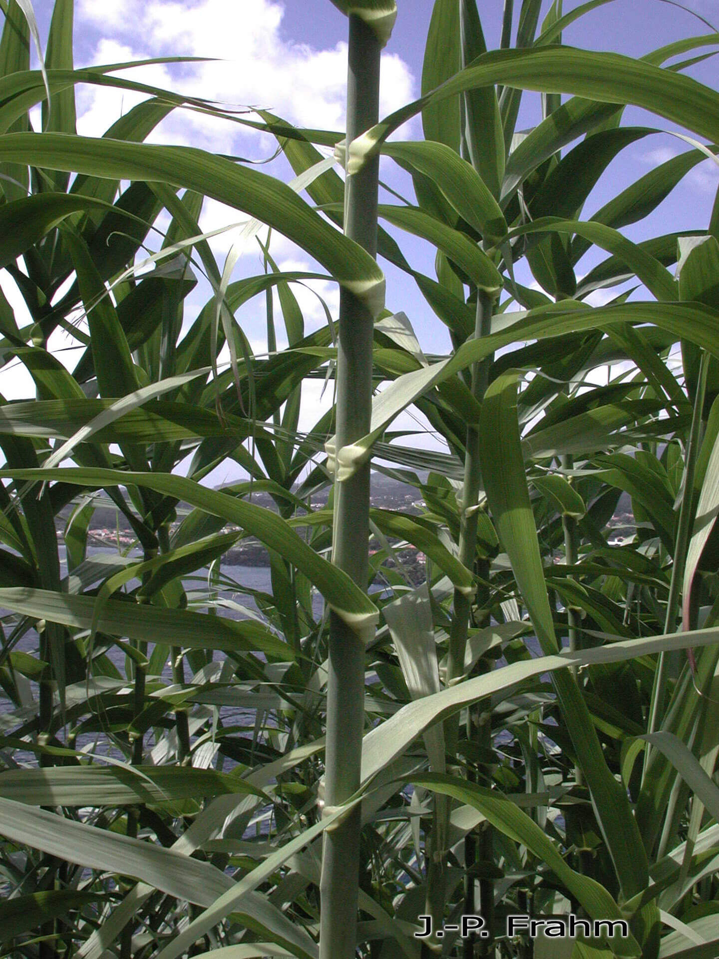 Arundo donax L. | Azorean Biodiversity Portal