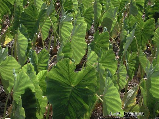 Colocasia esculenta (L.) Schott | Azorean Biodiversity Portal