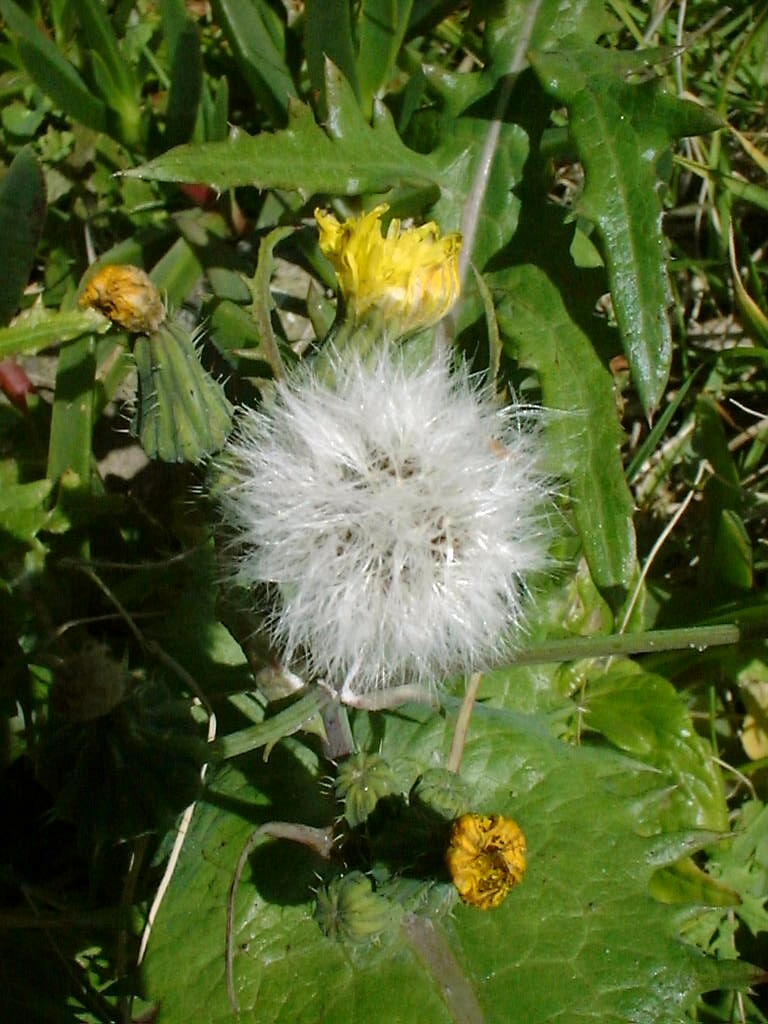 Sonchus oleraceus L. | Portal da Biodiversidade dos Açores