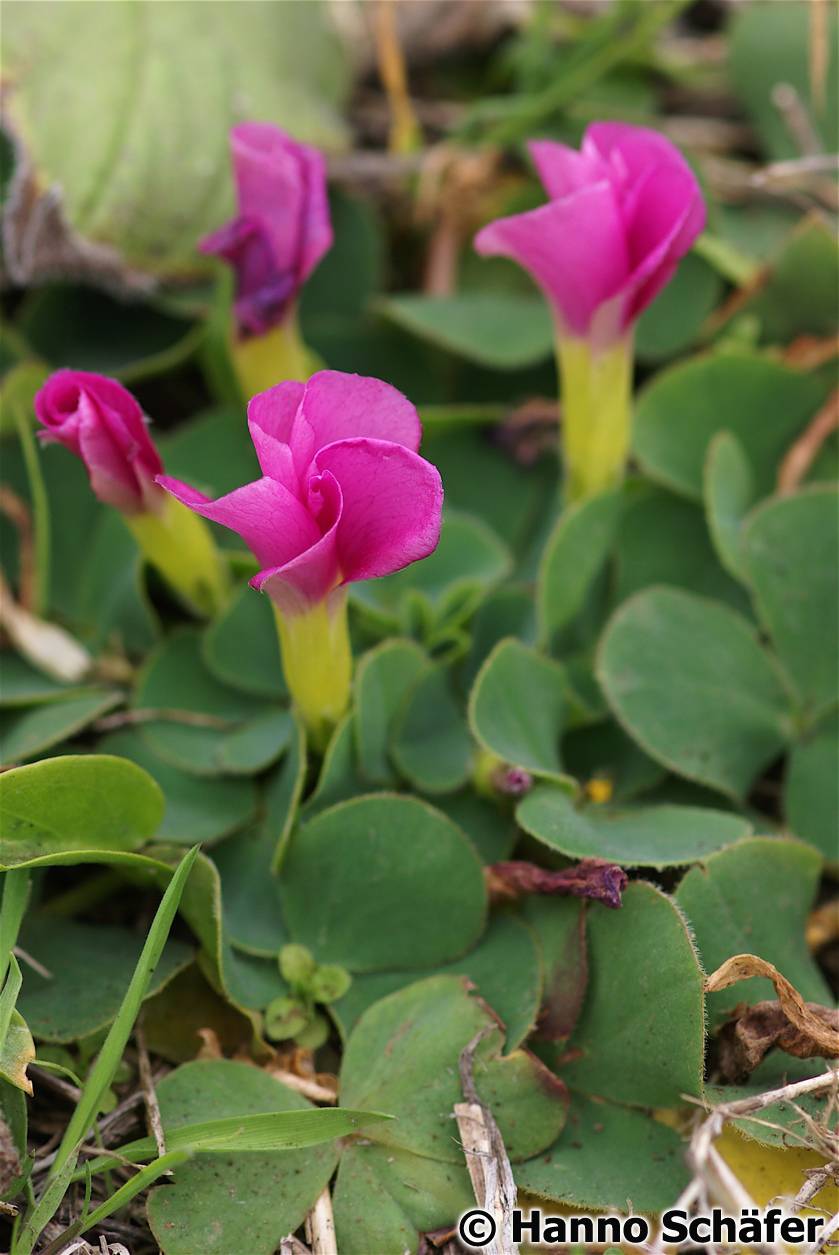 Oxalis purpurea L. | Azorean Biodiversity Portal