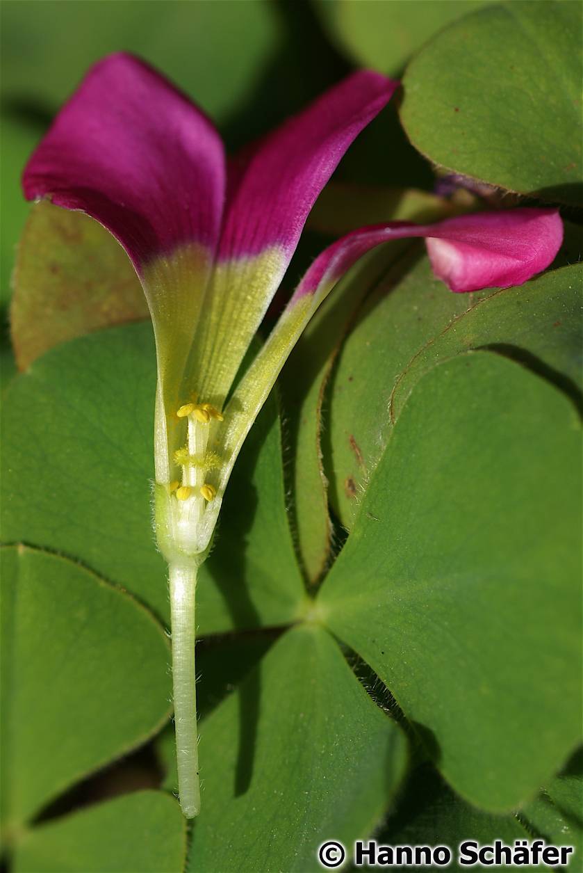Oxalis purpurea L. | Azorean Biodiversity Portal
