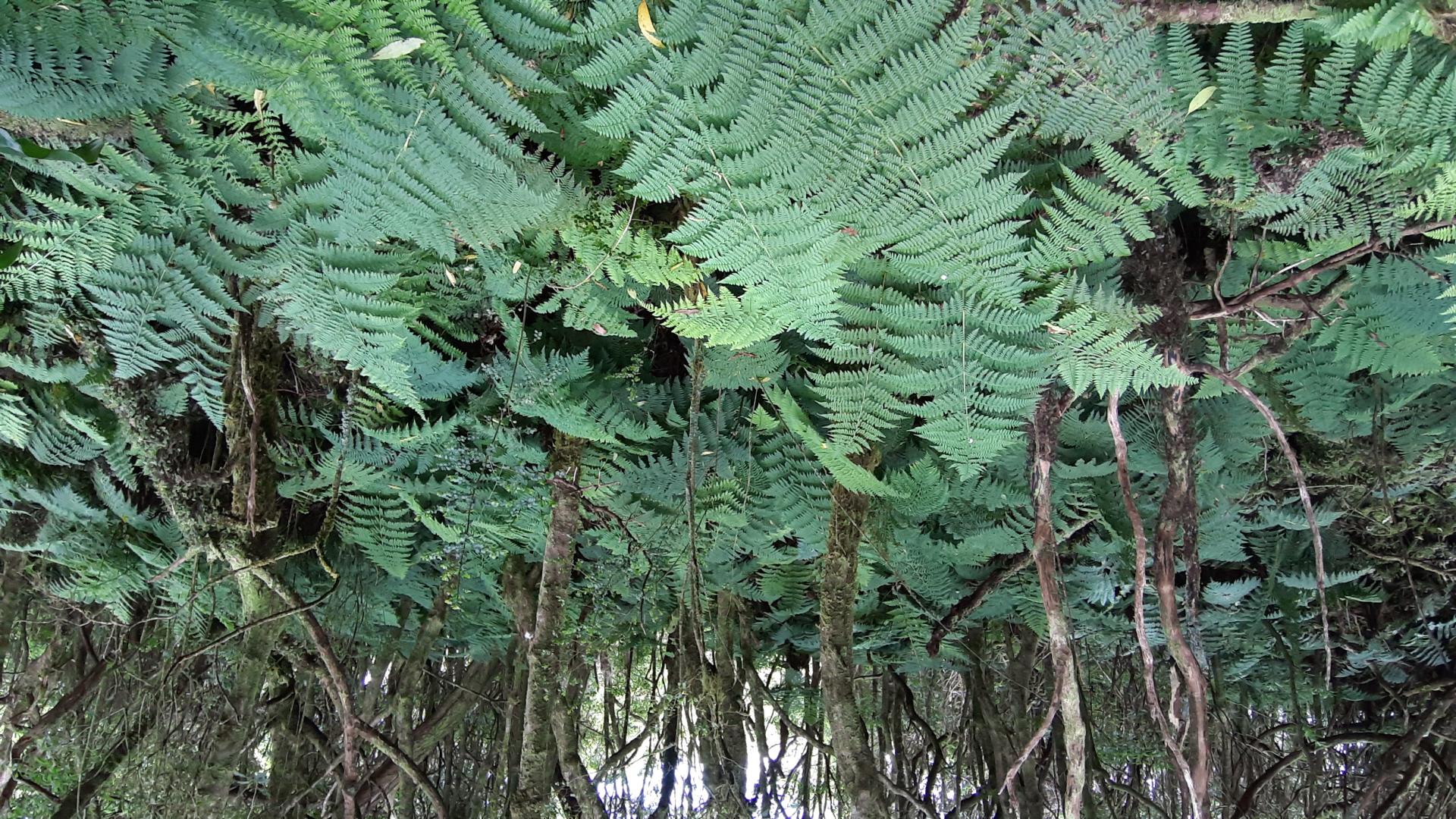 Dryopteris azorica (Christ) Alston | Azorean Biodiversity Portal