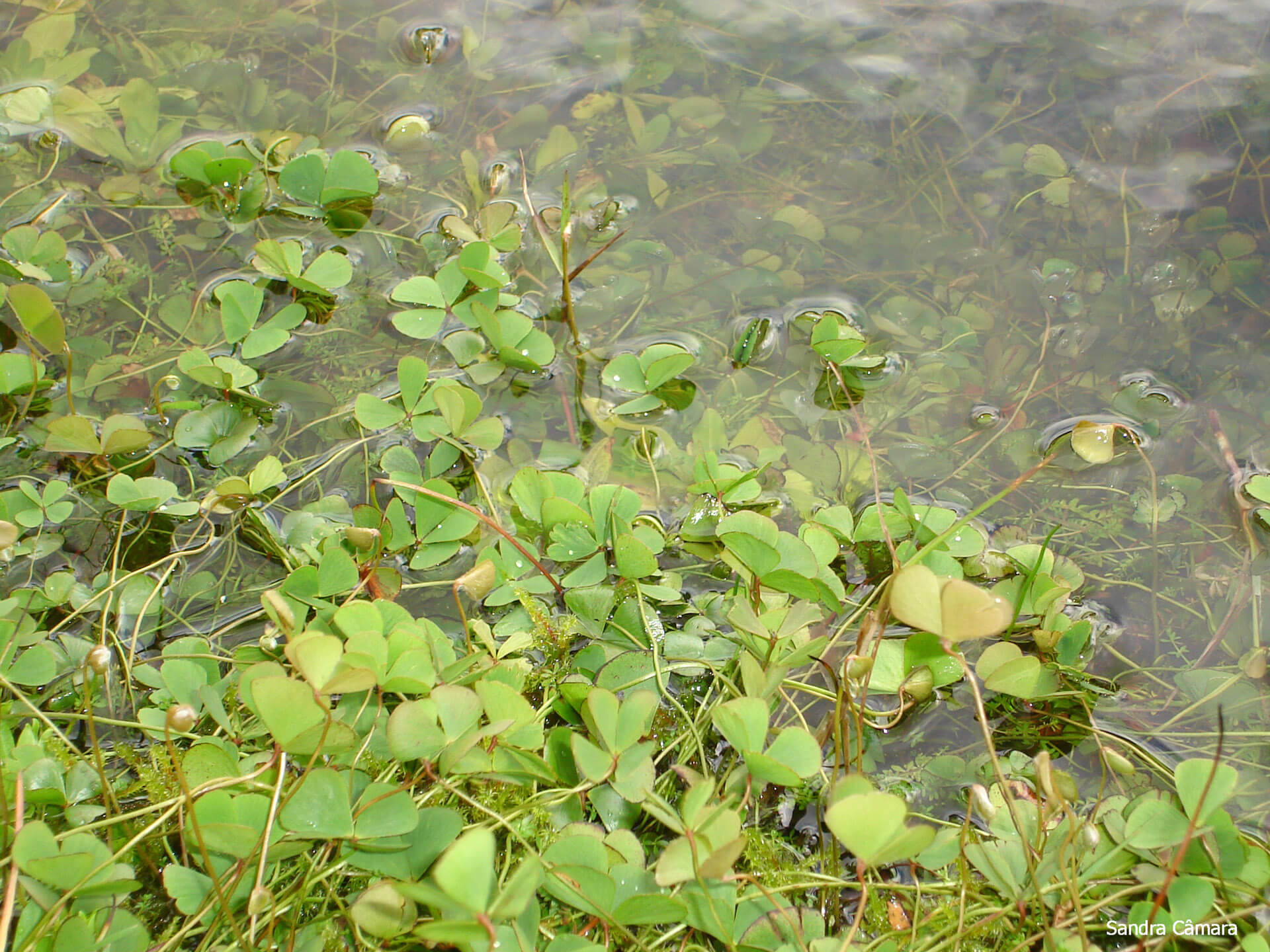 Marsilea hirsuta R.Br. | Azorean Biodiversity Portal