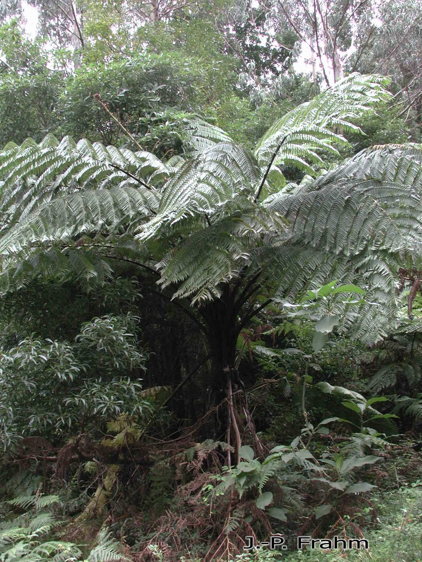 Sphaeropteris cooperi (F. Muell.) R.M.Tryon | Azorean Biodiversity Portal