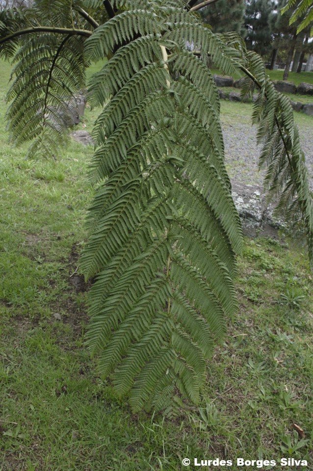 Sphaeropteris cooperi (F. Muell.) R.M.Tryon | Azorean Biodiversity Portal