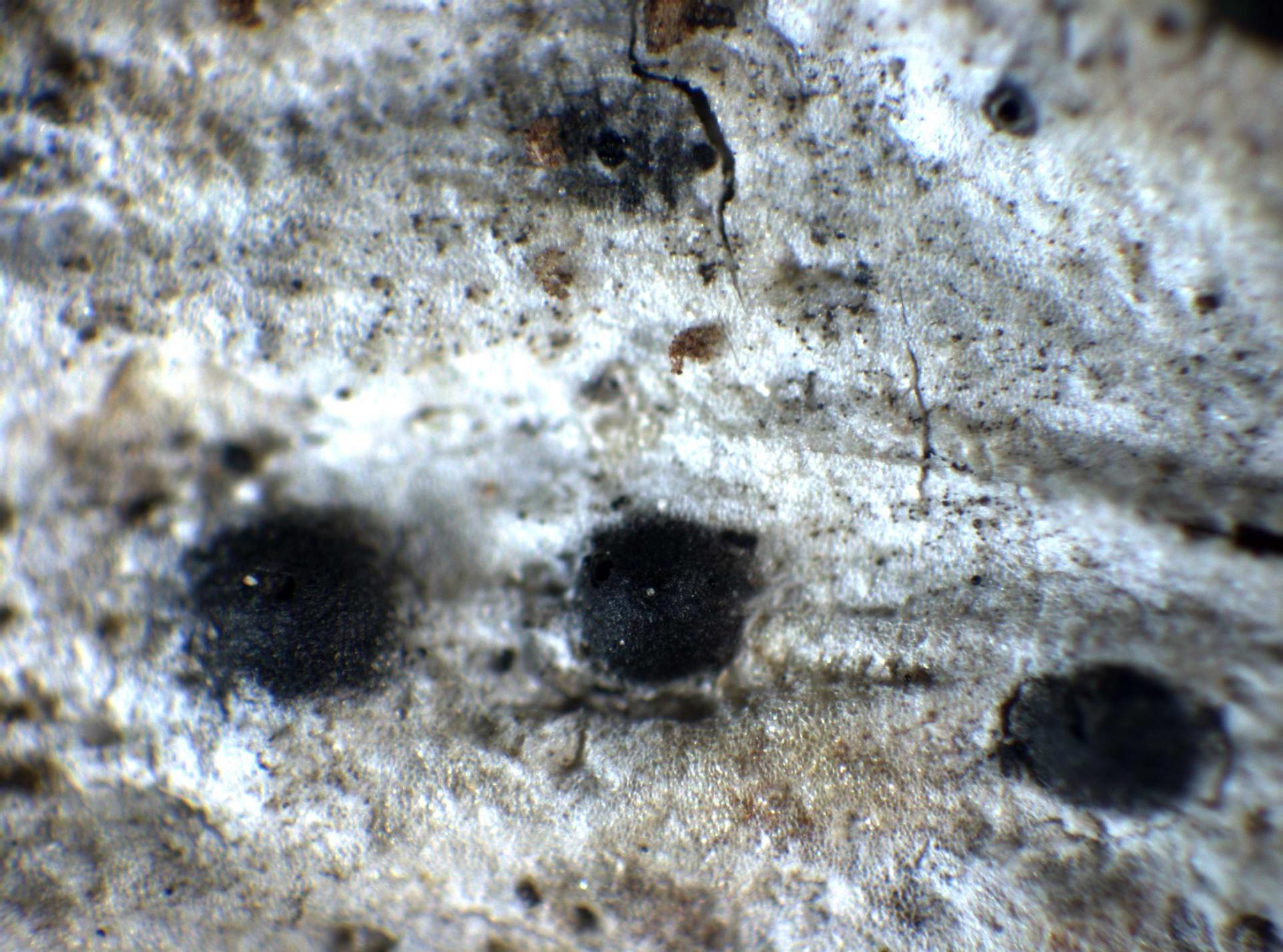 Acrocordia gemmata (Ach.) A. Massal., 1854 | Portal de la Biodiversidad ...