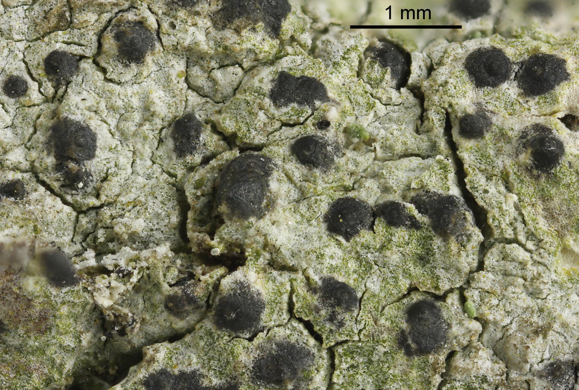 Acrocordia gemmata (Ach.) A. Massal., 1854 | Azorean Biodiversity Portal