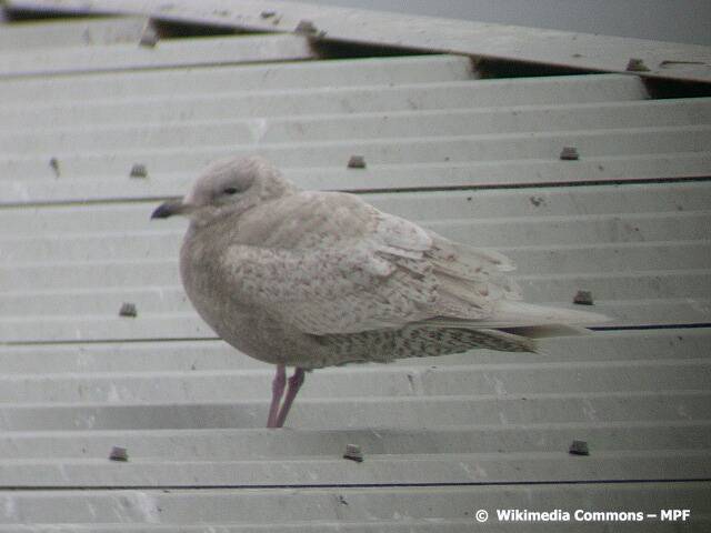 Larus glaucoides Meyer, B, 1822 | Azorean Biodiversity Portal