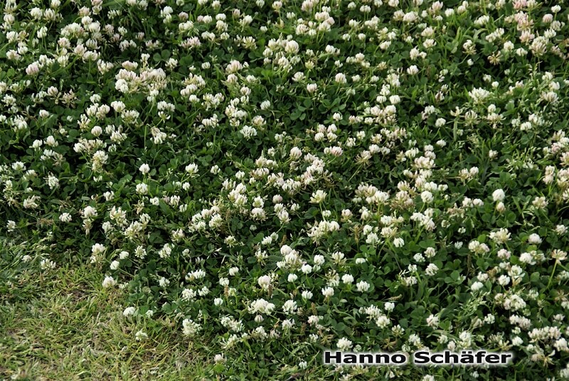 Trifolium repens L. | Azorean Biodiversity Portal