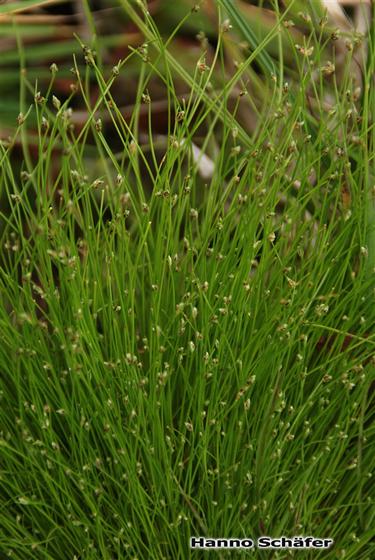 Isolepis setacea (L.) R.Br. | Azorean Biodiversity Portal