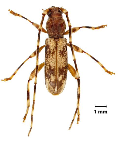 A New Checklist of Azores terrestrial arthropods is now available ...