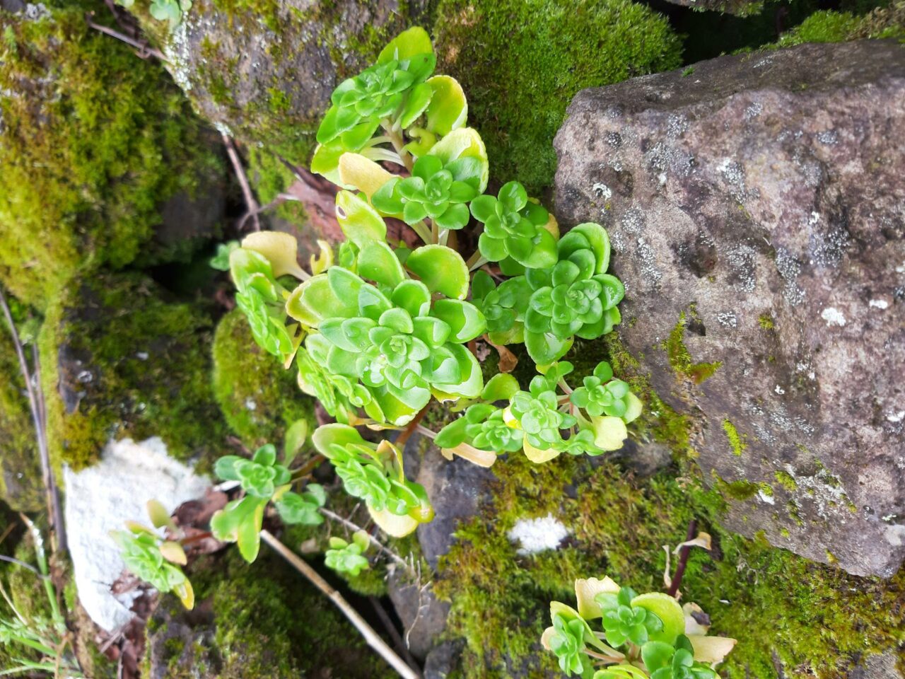 Update Flora records in the Azores: LIFE IP Azores Natura | Portal da ...